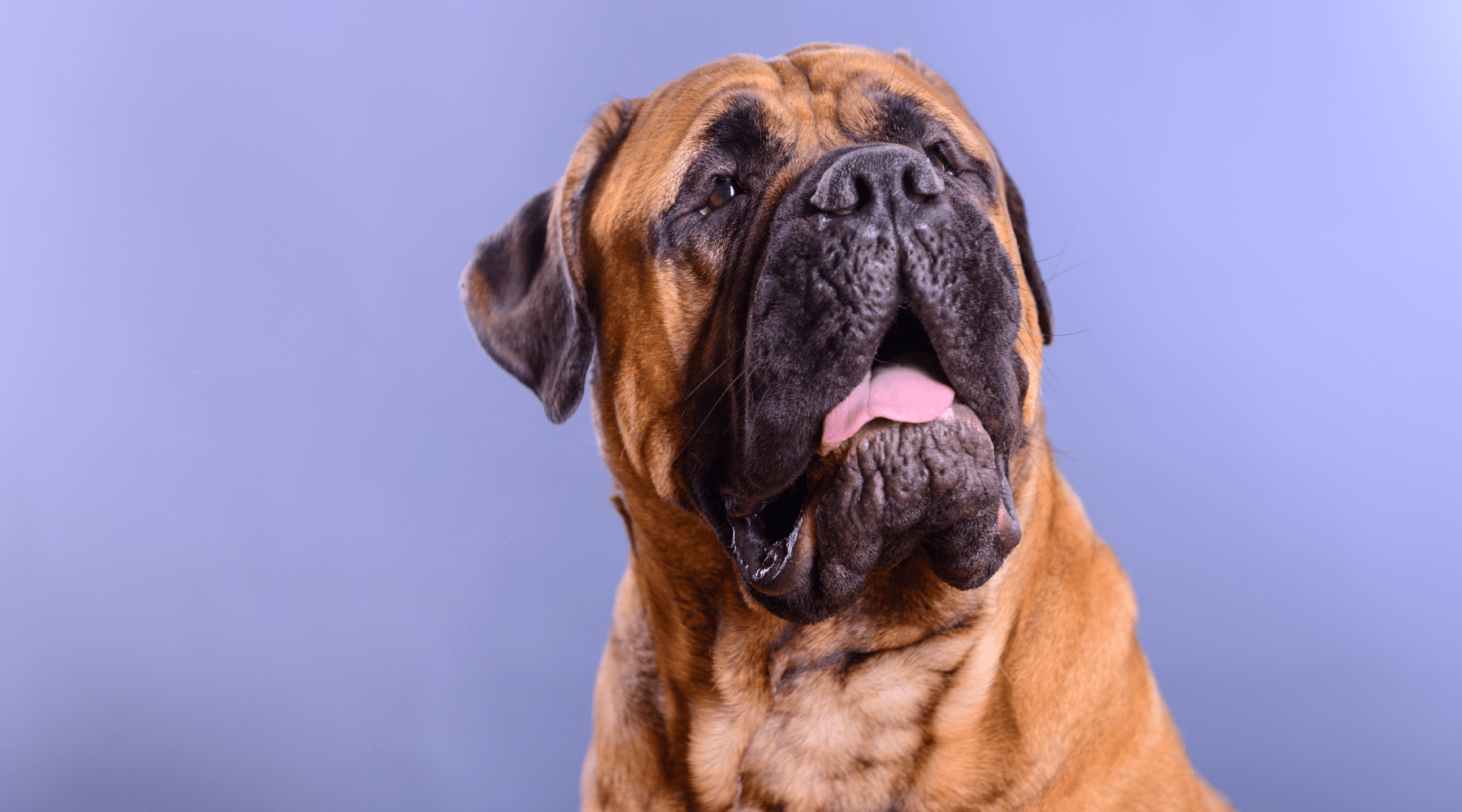 English Mastiff Wallpapers - Top Free English Mastiff Backgrounds ...