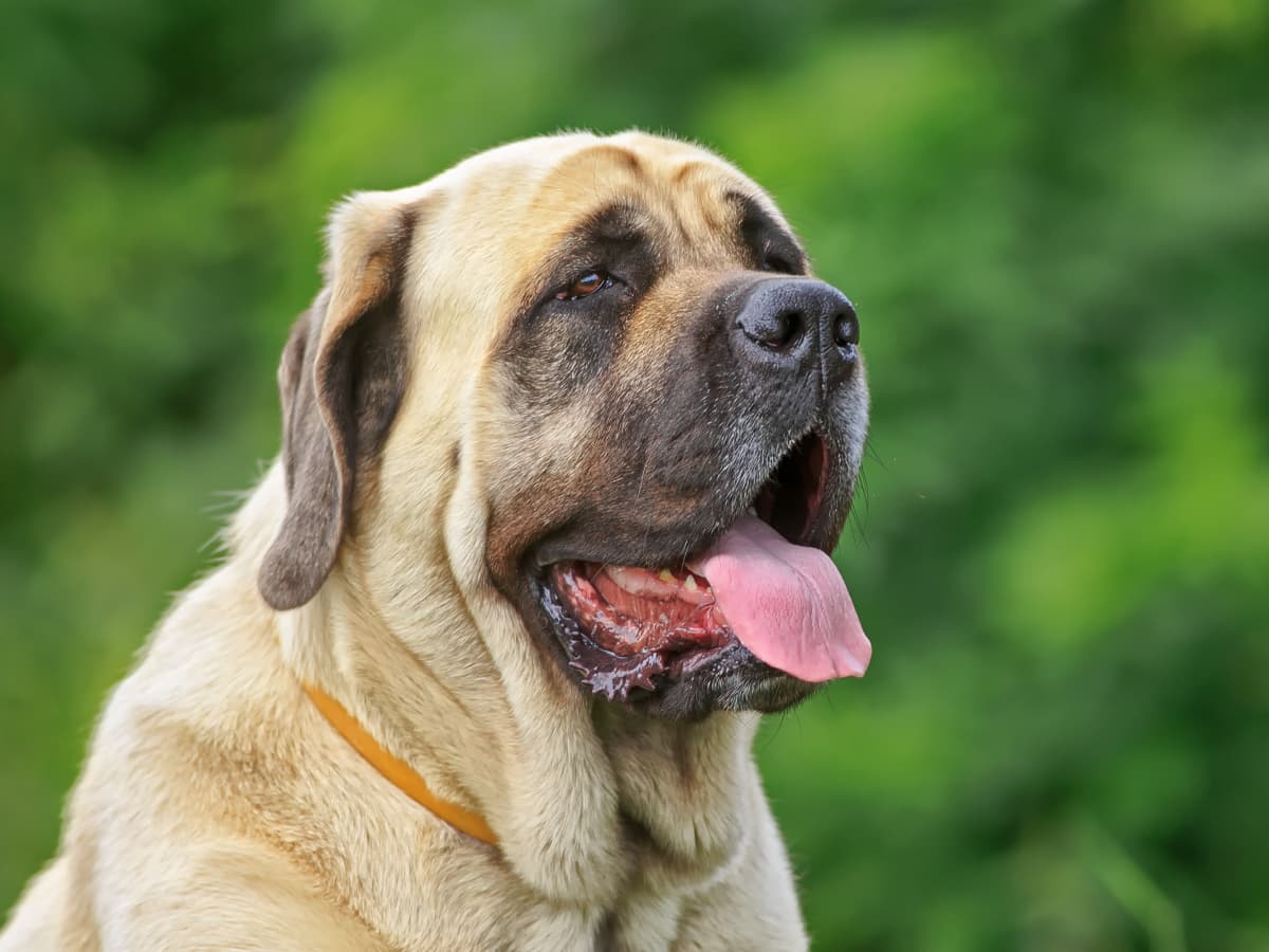 English Mastiff Wallpapers - Top Free English Mastiff Backgrounds ...