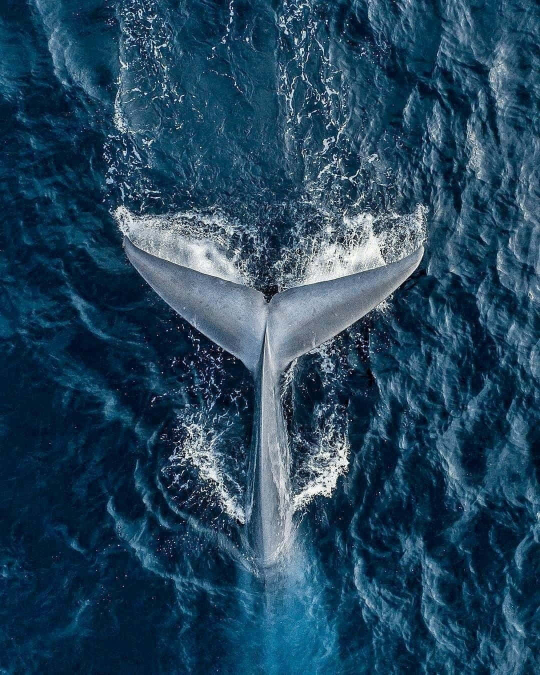 Whale Tail Wallpapers - Top Free Whale Tail Backgrounds - WallpaperAccess