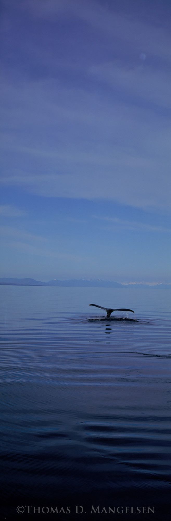 Whale Tail Wallpapers - Top Free Whale Tail Backgrounds - WallpaperAccess