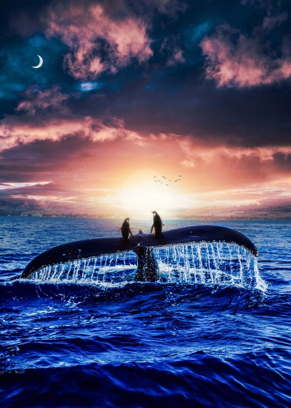 Whale Tail Wallpapers - Top Free Whale Tail Backgrounds - WallpaperAccess