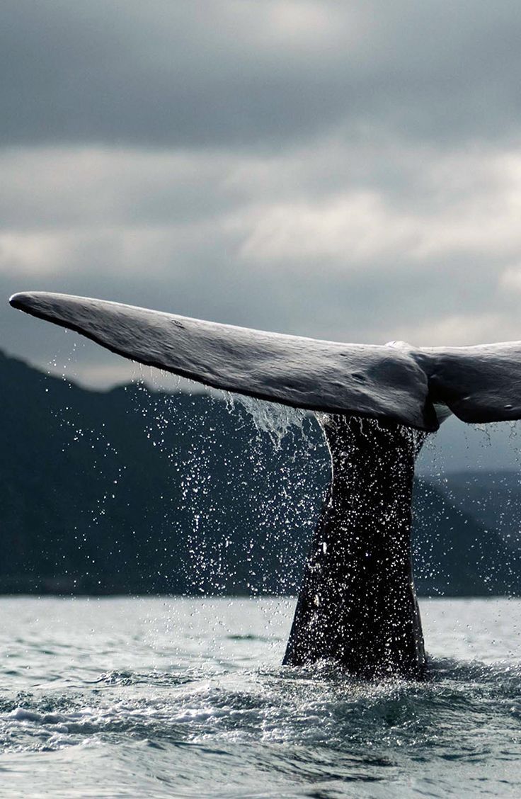 Whale Tail Wallpapers - Top Free Whale Tail Backgrounds - WallpaperAccess