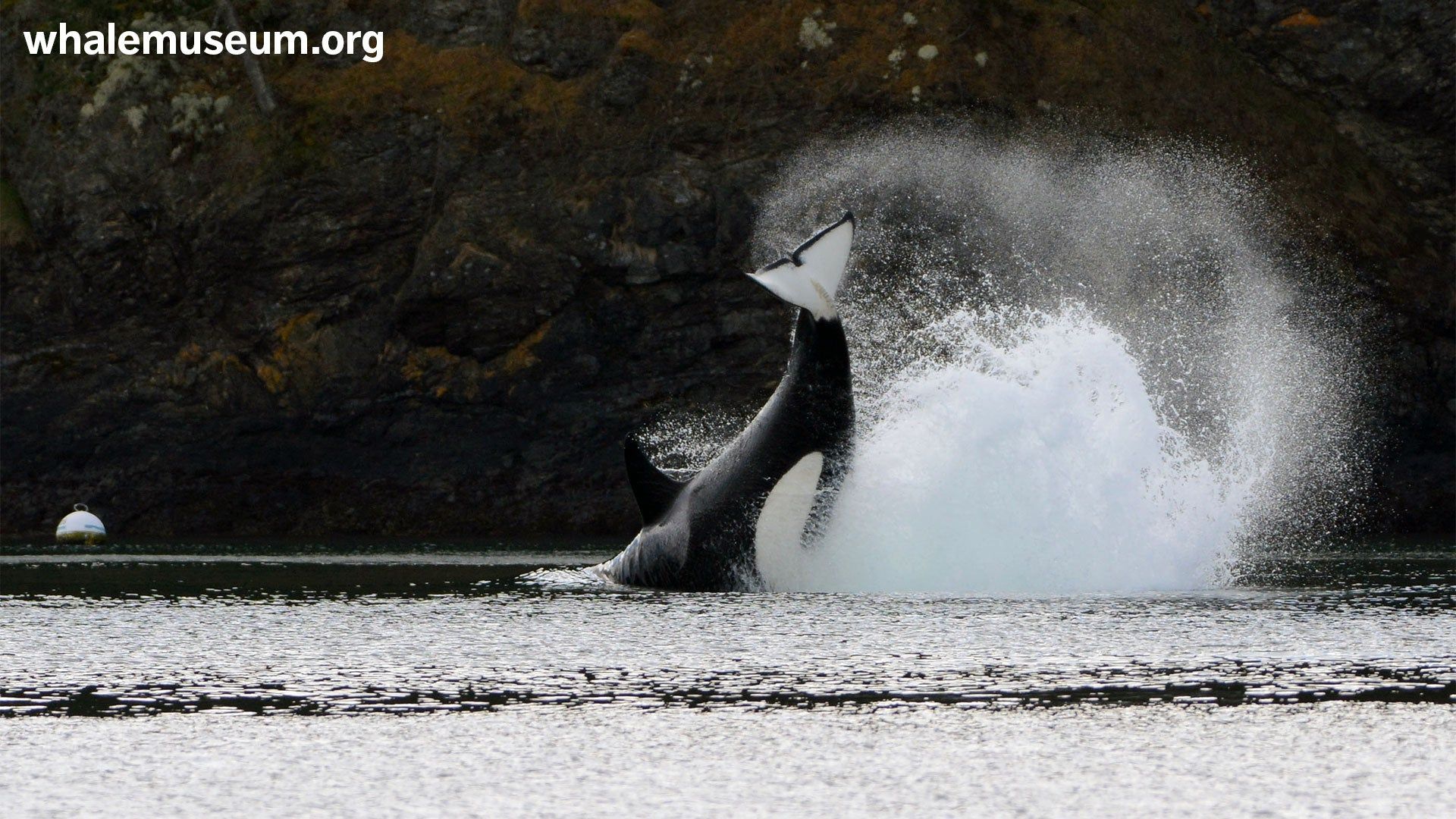 Whale Tail Wallpapers - Top Free Whale Tail Backgrounds - WallpaperAccess