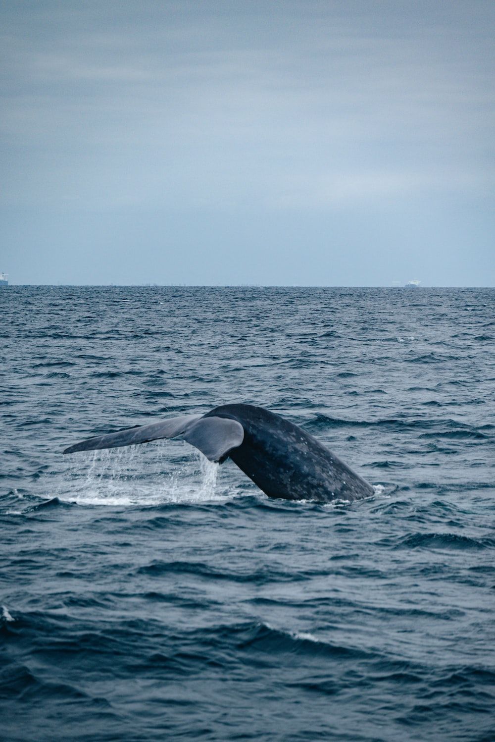 Whale Tail Wallpapers - Top Free Whale Tail Backgrounds - WallpaperAccess