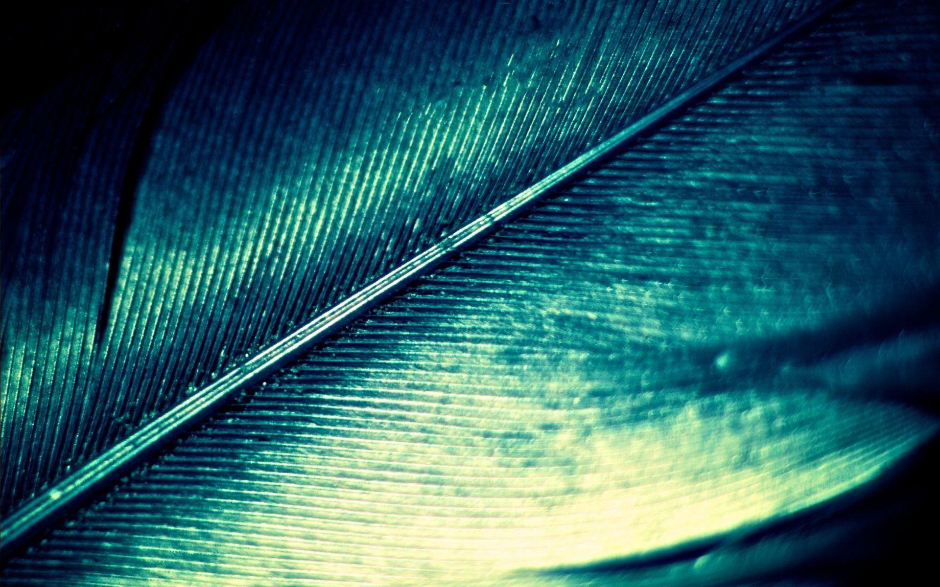 Feathers Wallpapers - Top Free Feathers Backgrounds - WallpaperAccess
