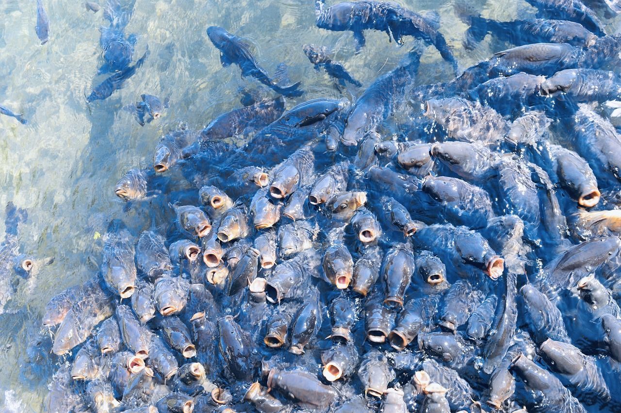 Aquaculture Wallpapers - Top Free Aquaculture Backgrounds - WallpaperAccess