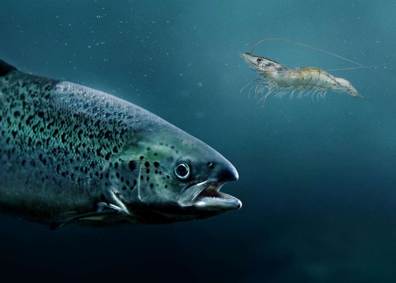 Aquaculture Wallpapers - Top Free Aquaculture Backgrounds - WallpaperAccess