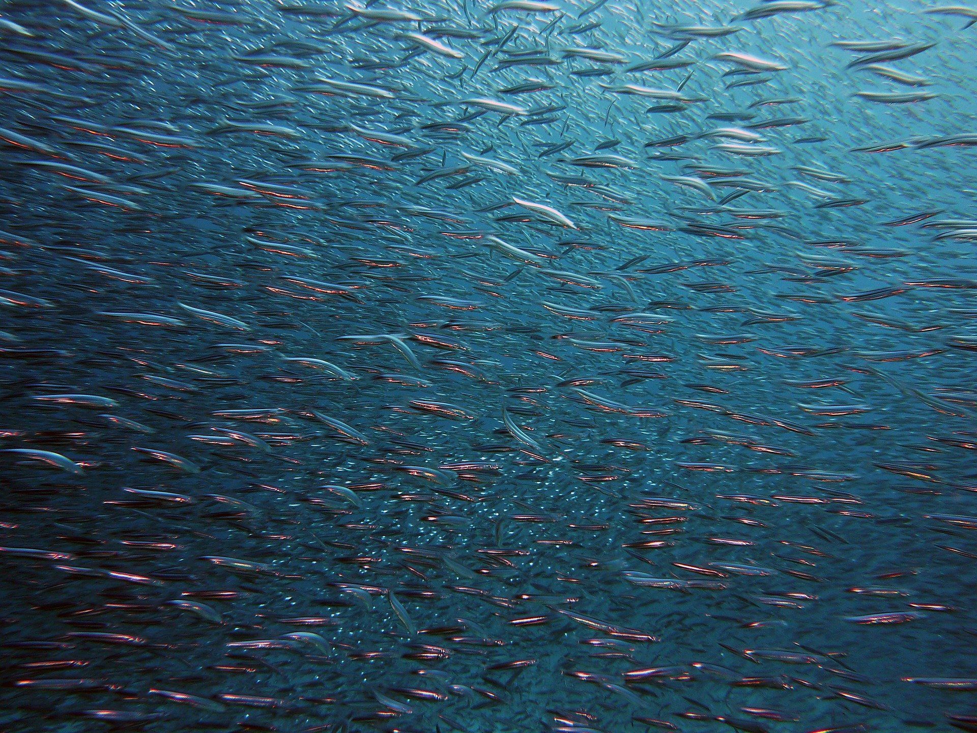 Aquaculture Wallpapers - Top Free Aquaculture Backgrounds - WallpaperAccess