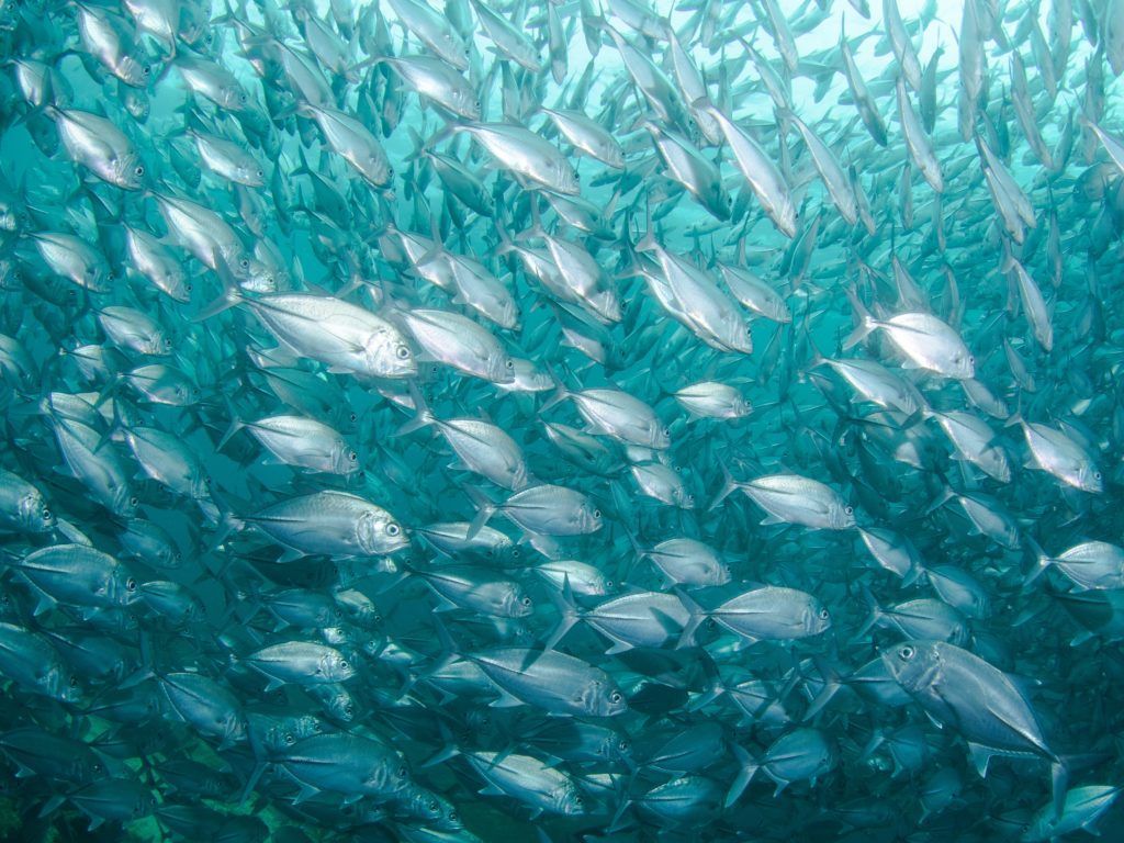 Aquaculture Wallpapers - Top Free Aquaculture Backgrounds - WallpaperAccess