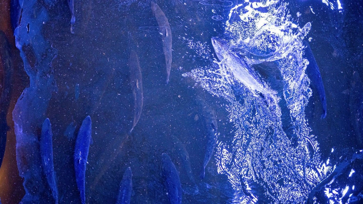 Aquaculture Wallpapers - Top Free Aquaculture Backgrounds - WallpaperAccess