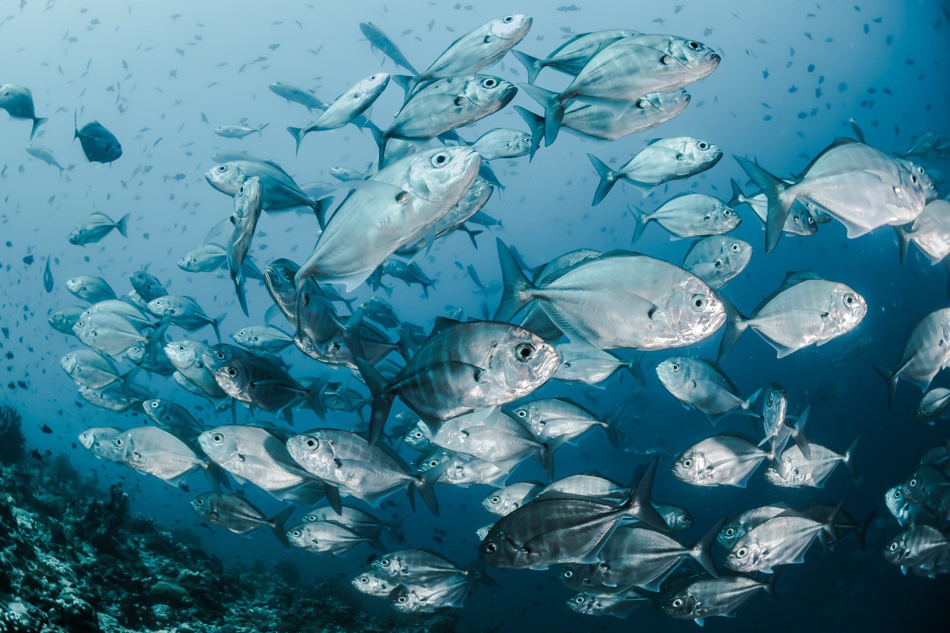 Aquaculture Wallpapers - Top Free Aquaculture Backgrounds - WallpaperAccess