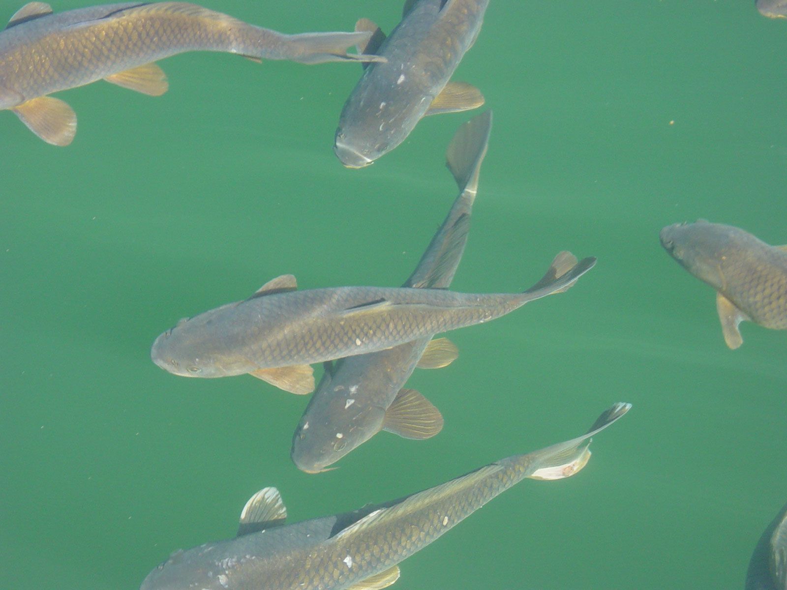 Aquaculture Wallpapers - Top Free Aquaculture Backgrounds - WallpaperAccess