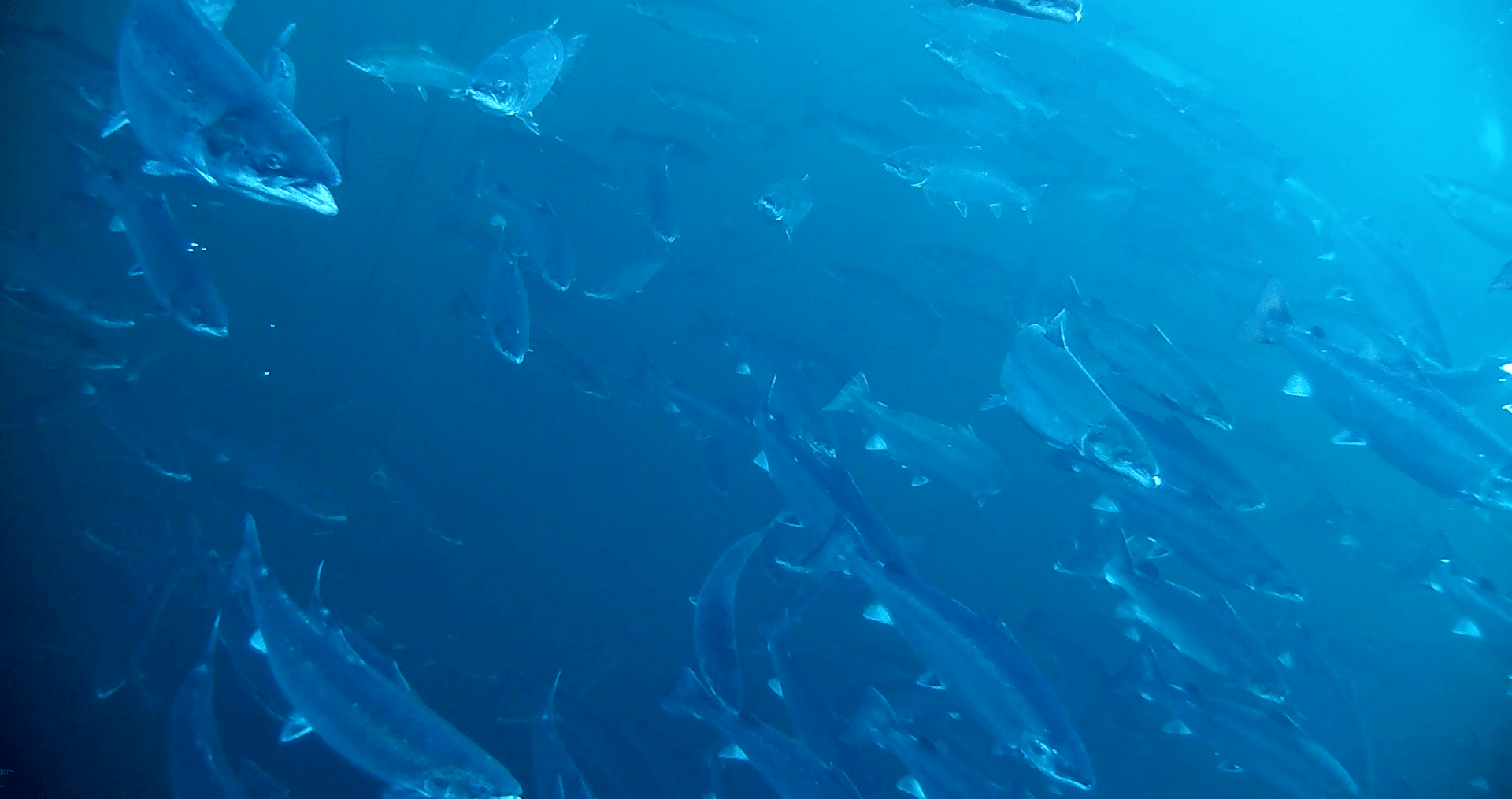 Aquaculture Wallpapers - Top Free Aquaculture Backgrounds - WallpaperAccess