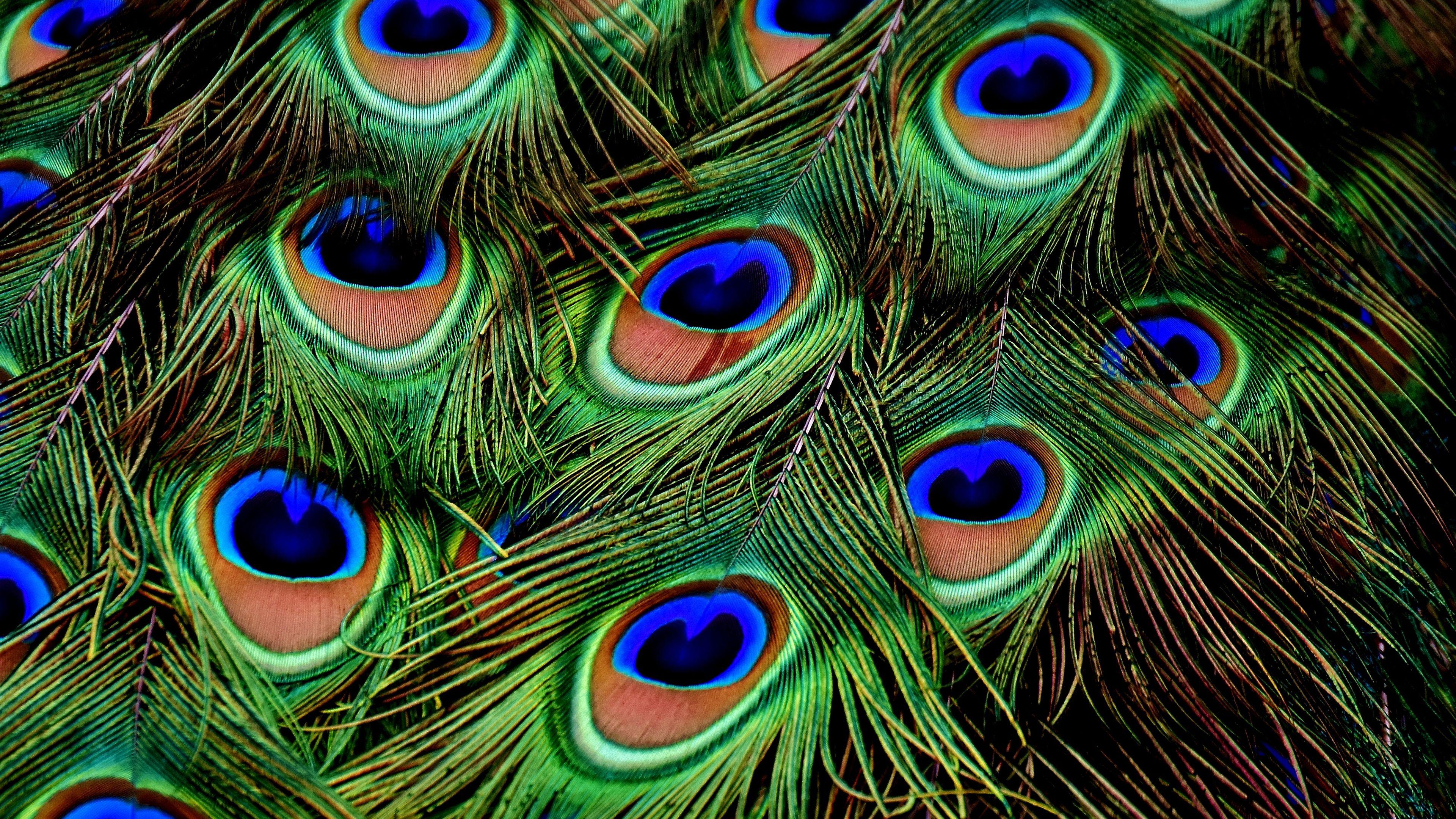 Feathers Wallpapers - Top Free Feathers Backgrounds - WallpaperAccess