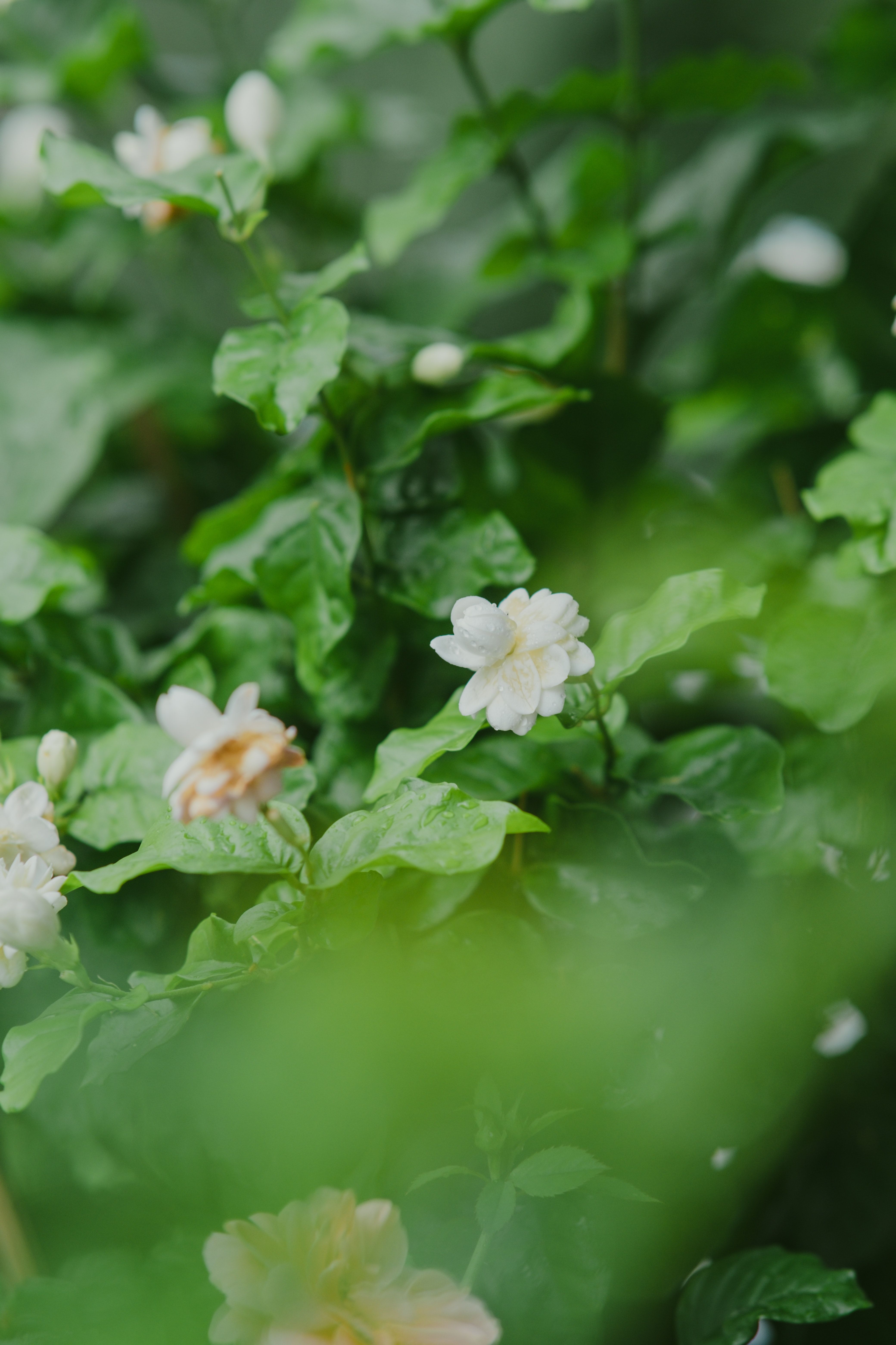 Mogra Wallpapers - Top Free Mogra Backgrounds - WallpaperAccess