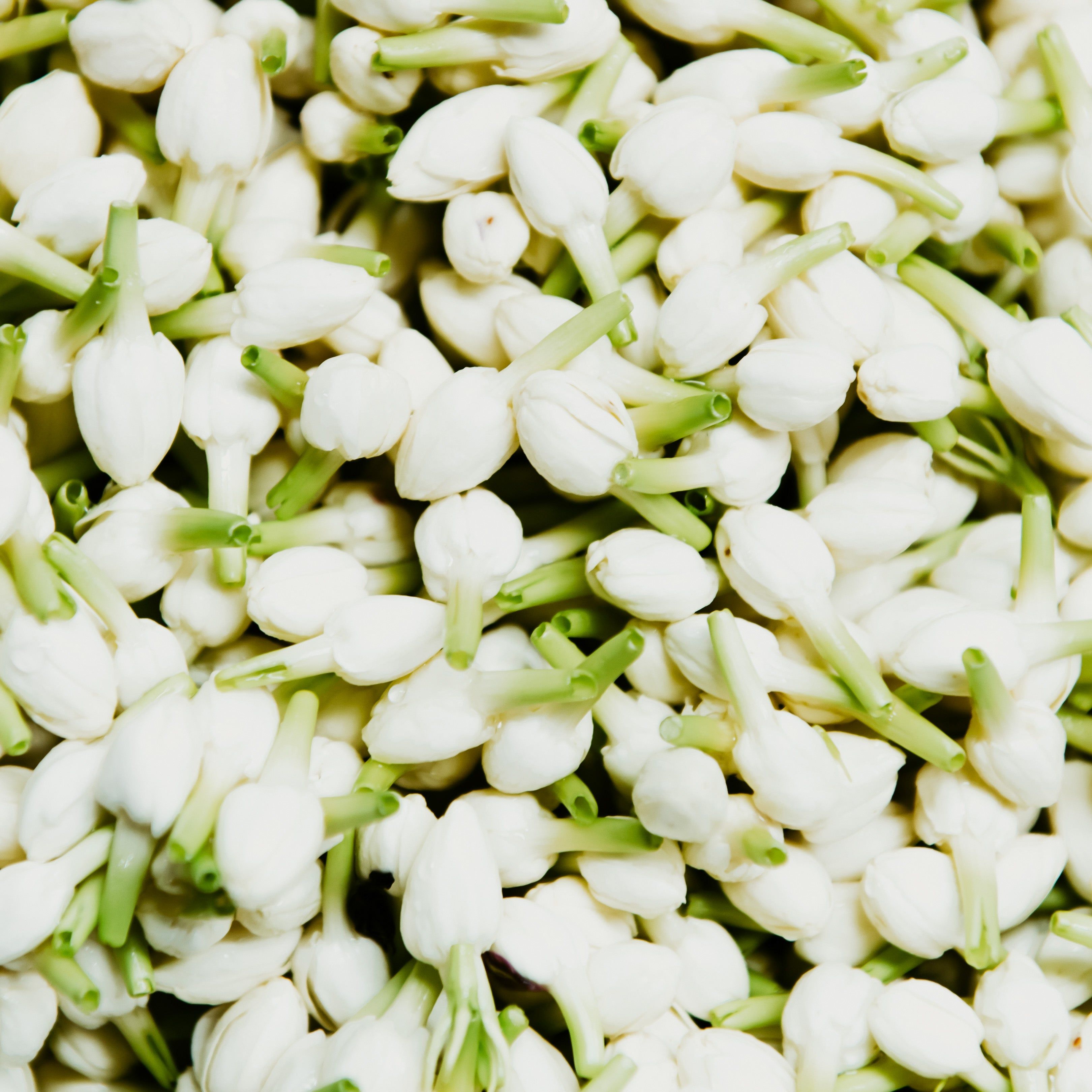 Mogra Wallpapers - Top Free Mogra Backgrounds - WallpaperAccess