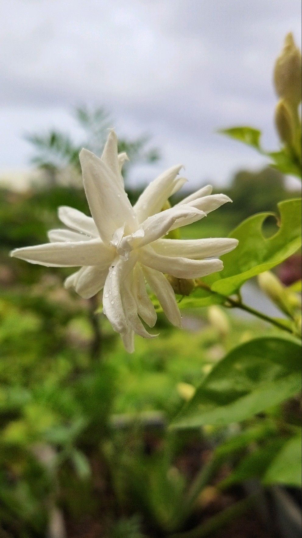 Mogra Wallpapers - Top Free Mogra Backgrounds - WallpaperAccess