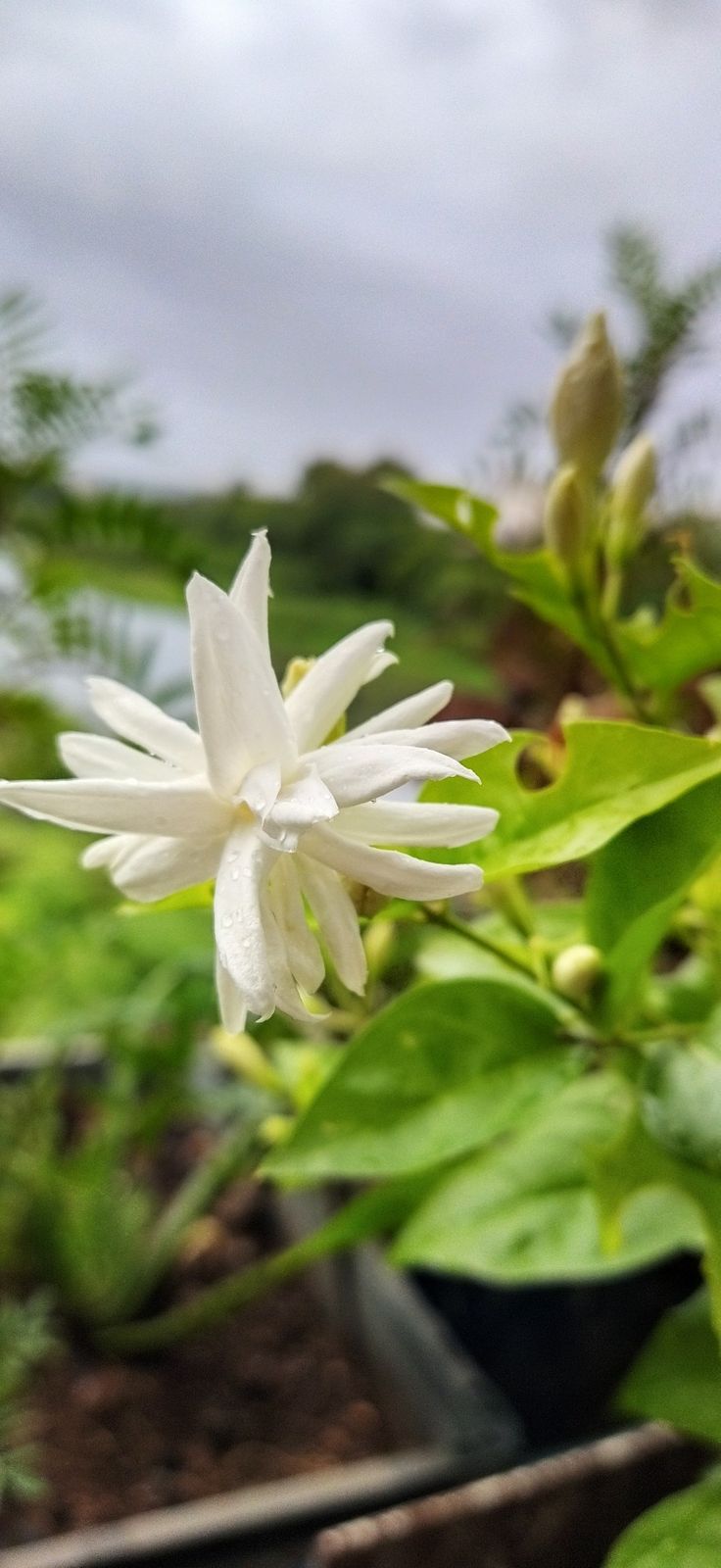 Mogra Wallpapers - Top Free Mogra Backgrounds - WallpaperAccess