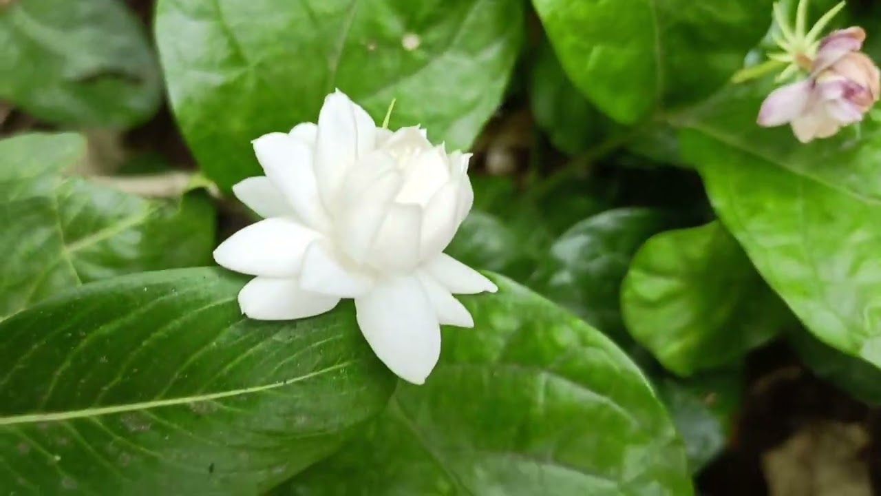 Mogra Wallpapers - Top Free Mogra Backgrounds - WallpaperAccess