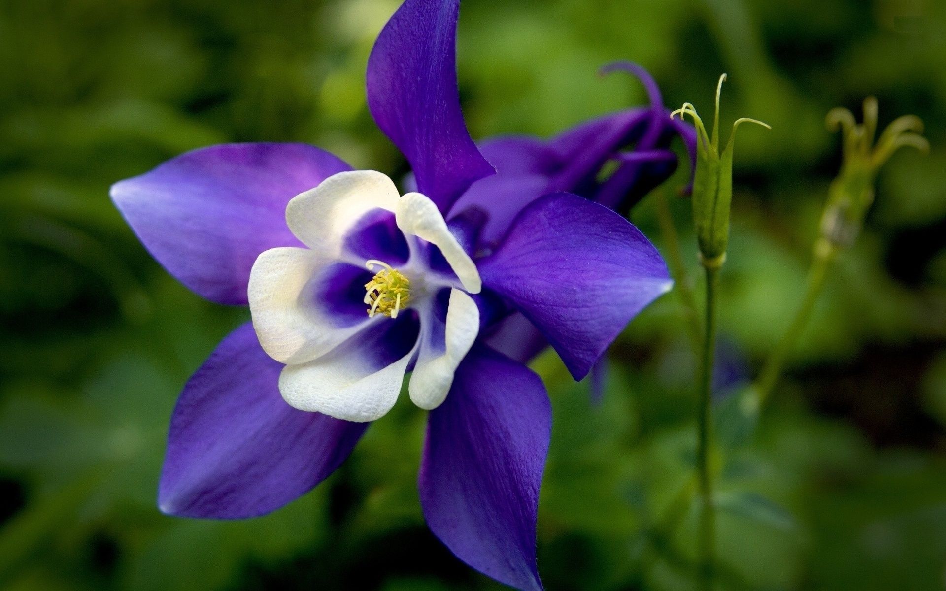 Columbine Wallpapers - Top Free Columbine Backgrounds - WallpaperAccess