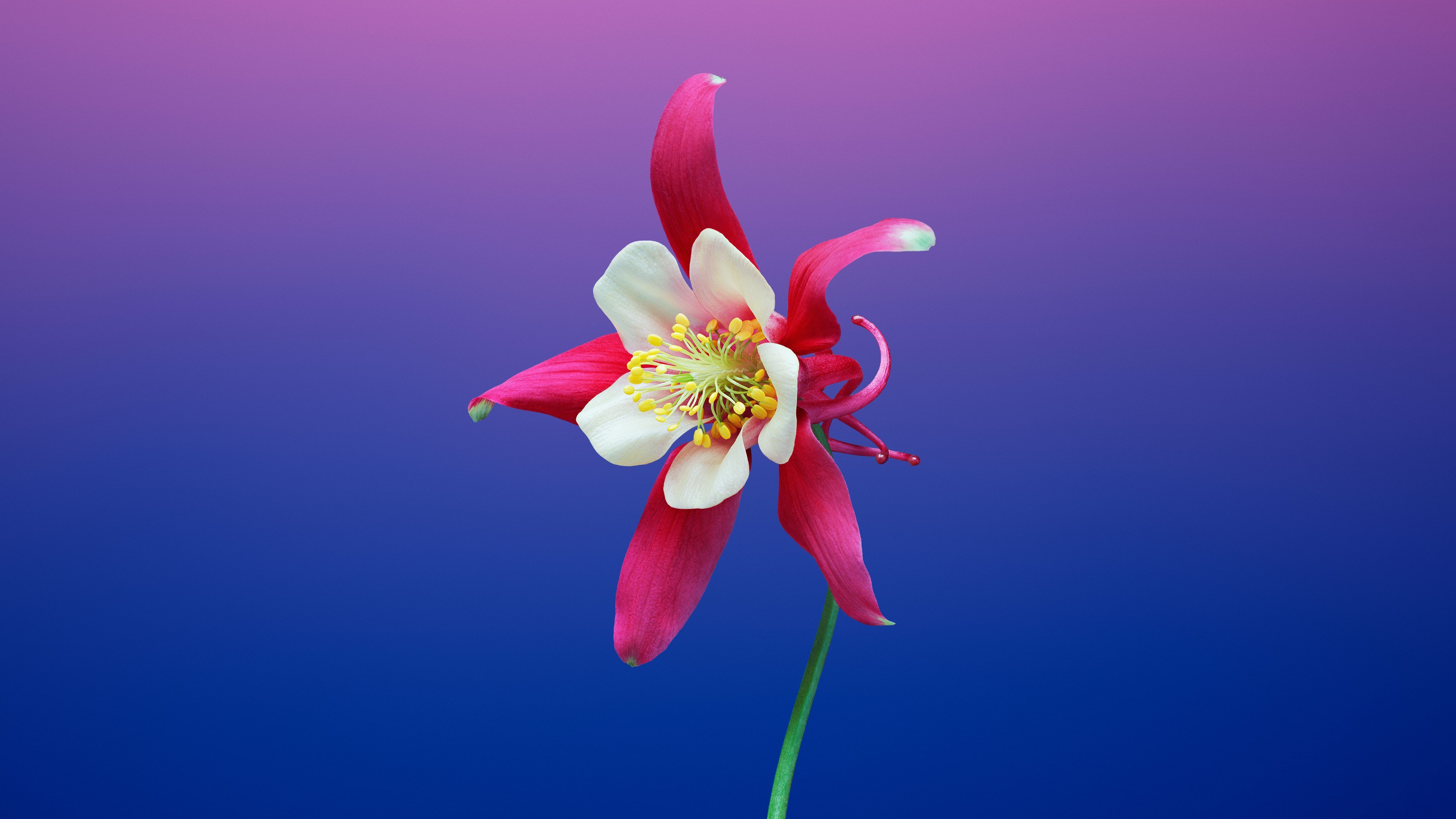 Columbine Wallpapers - Top Free Columbine Backgrounds - WallpaperAccess