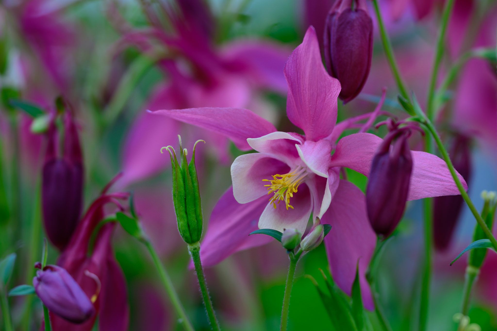 Columbine Wallpapers - Top Free Columbine Backgrounds - WallpaperAccess
