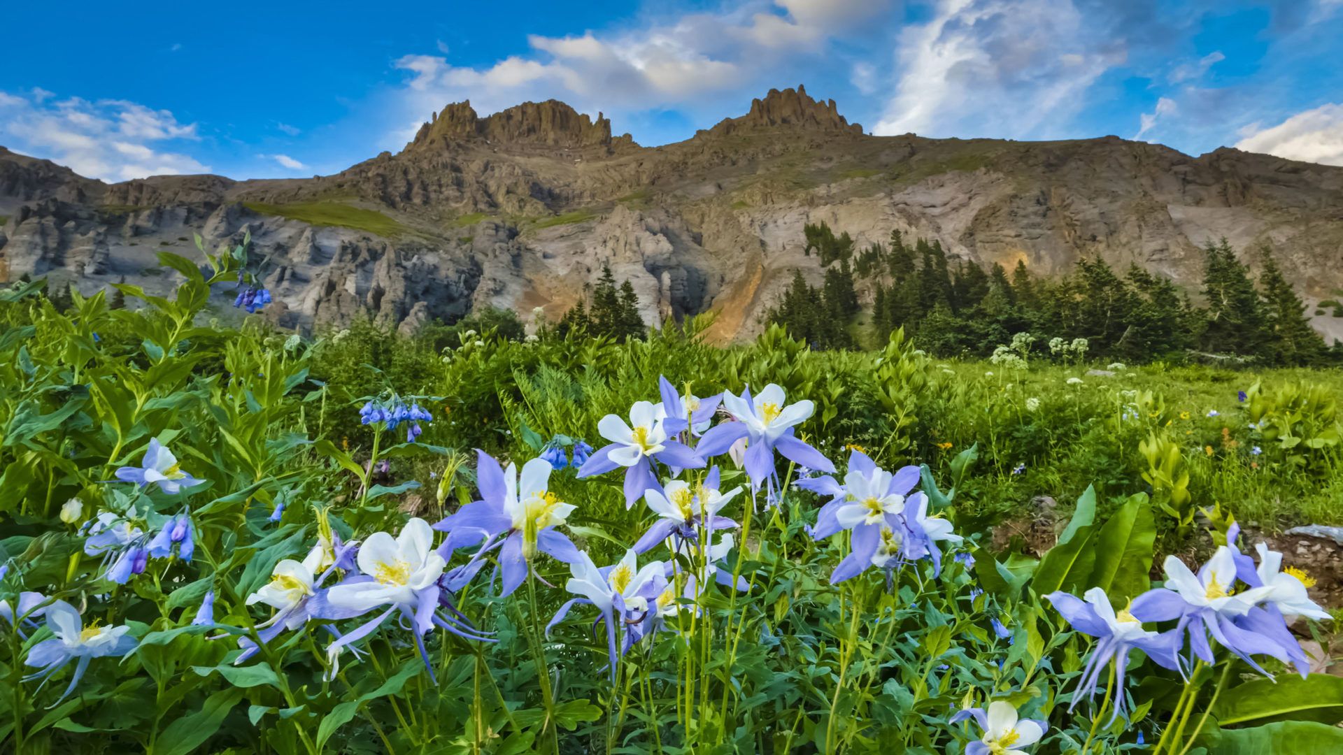 Columbine Wallpapers - Top Free Columbine Backgrounds - WallpaperAccess