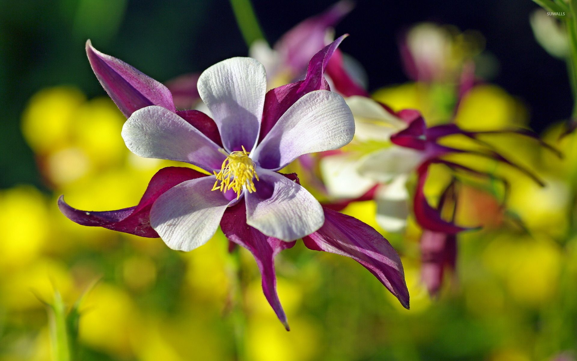 Columbine Wallpapers - Top Free Columbine Backgrounds - WallpaperAccess