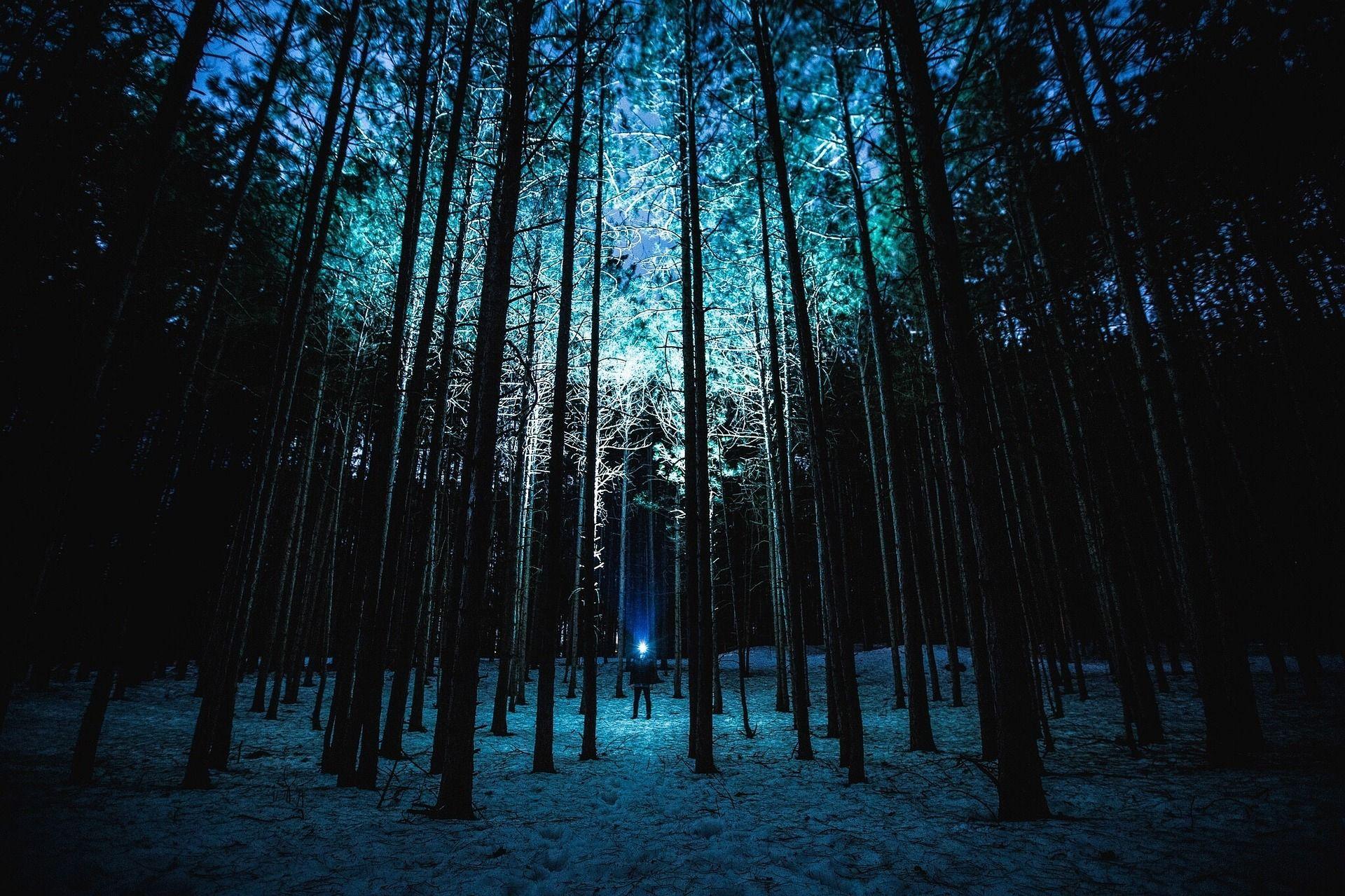Forest at Night Wallpapers - Top Free Forest at Night Backgrounds ...