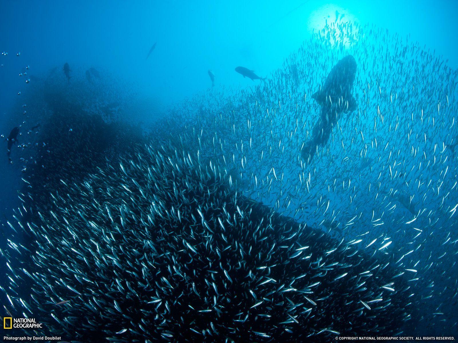 National Geographic Ocean Wallpapers - Top Free National Geographic ...