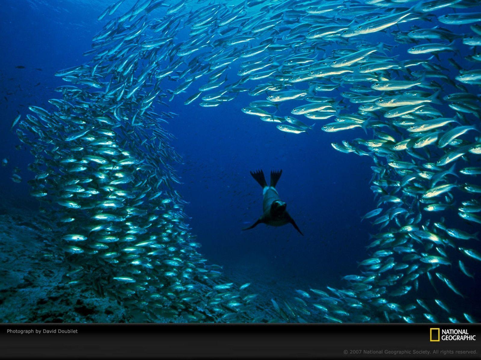 National Geographic Ocean Wallpapers - Top Free National Geographic ...