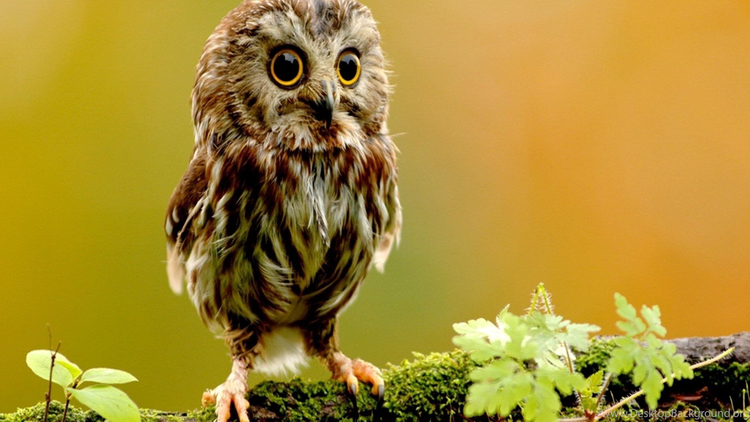 Cute Owl Pattern Wallpapers - Top Free Cute Owl Pattern Backgrounds ...