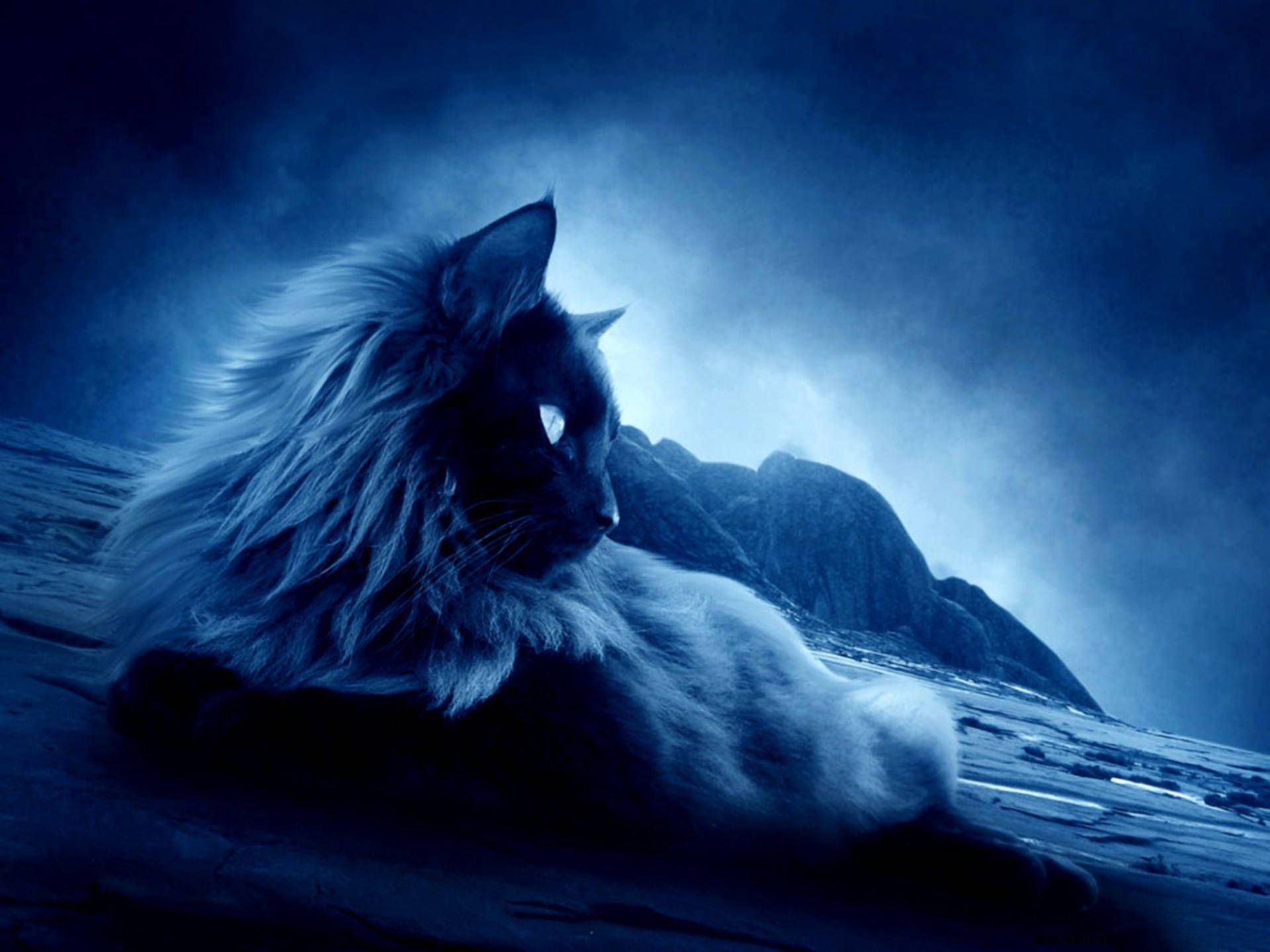 Fantasy Cat Wallpapers - Top Free Fantasy Cat Backgrounds - WallpaperAccess