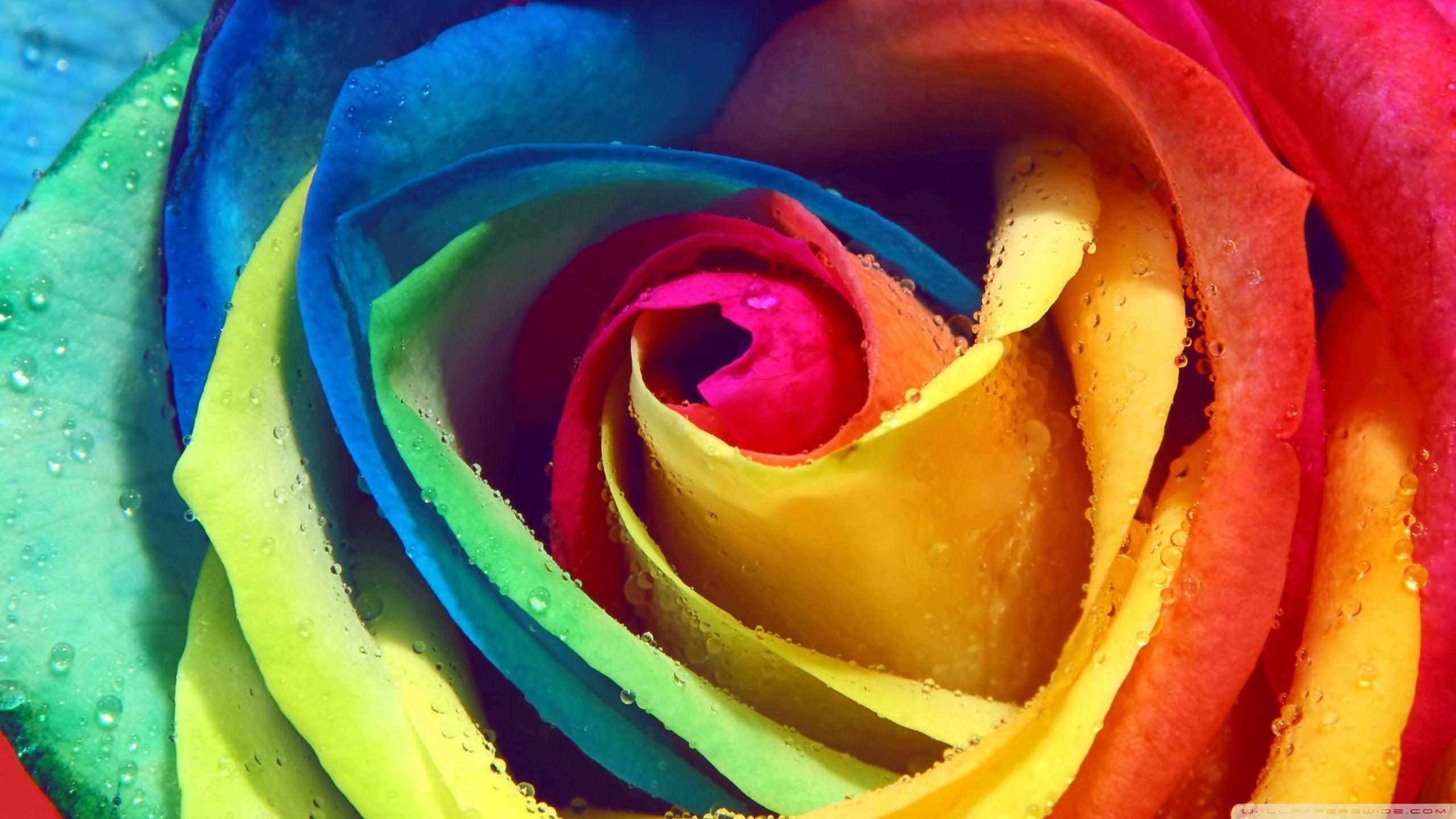 Rainbow Roses Wallpapers - Top Free Rainbow Roses Backgrounds ...
