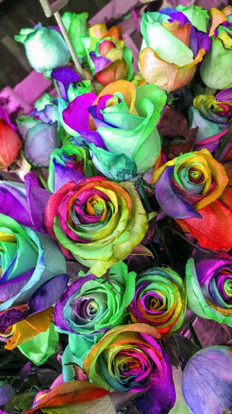 Rainbow Roses Wallpapers - Top Free Rainbow Roses Backgrounds ...