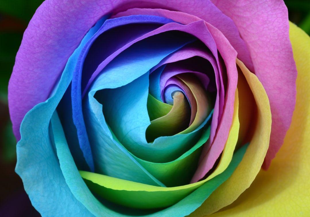 Rainbow Roses Wallpapers - Top Free Rainbow Roses Backgrounds ...