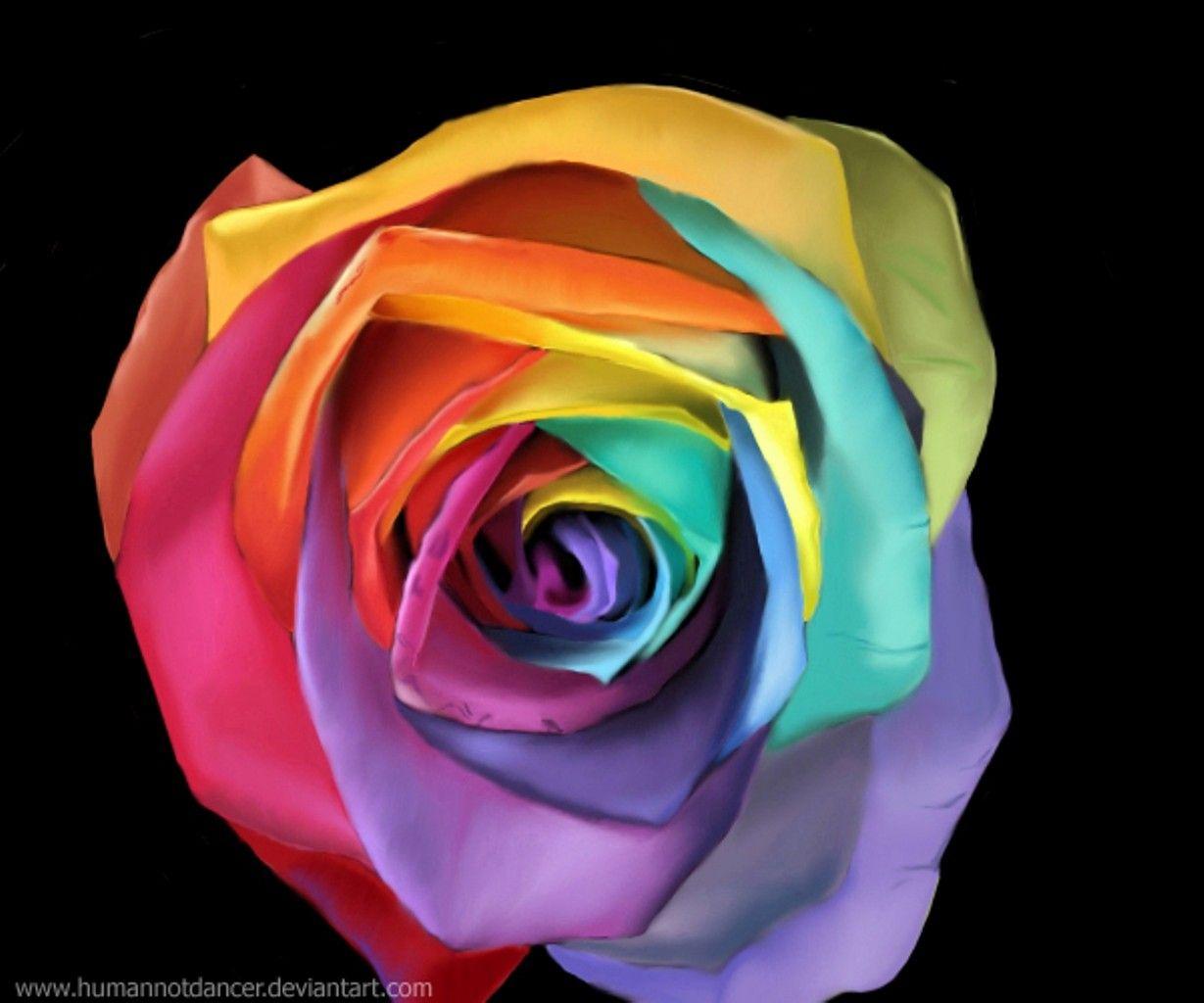 Rainbow Roses Wallpapers - Top Free Rainbow Roses Backgrounds ...