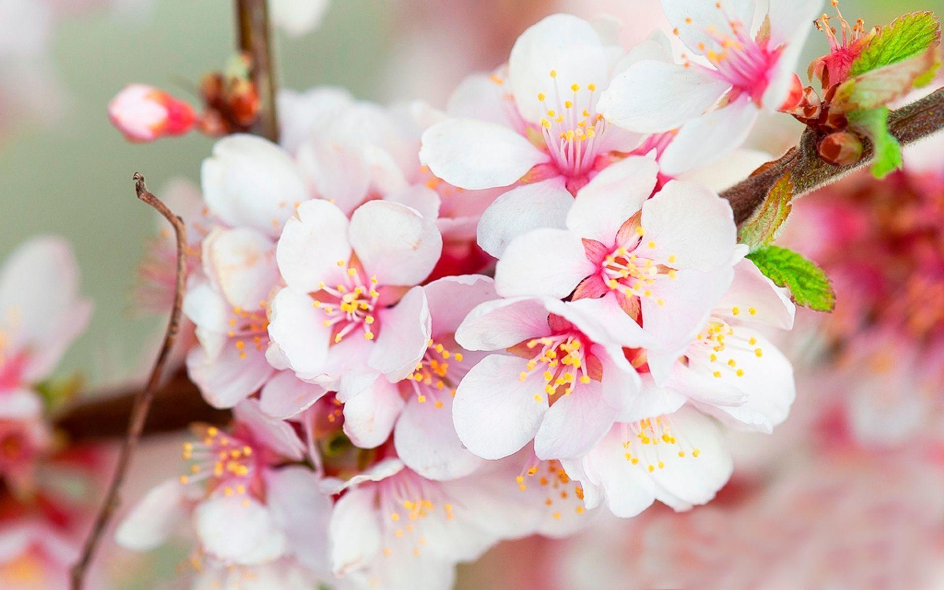 White Cherry Blossom Wallpapers - Top Free White Cherry Blossom ...