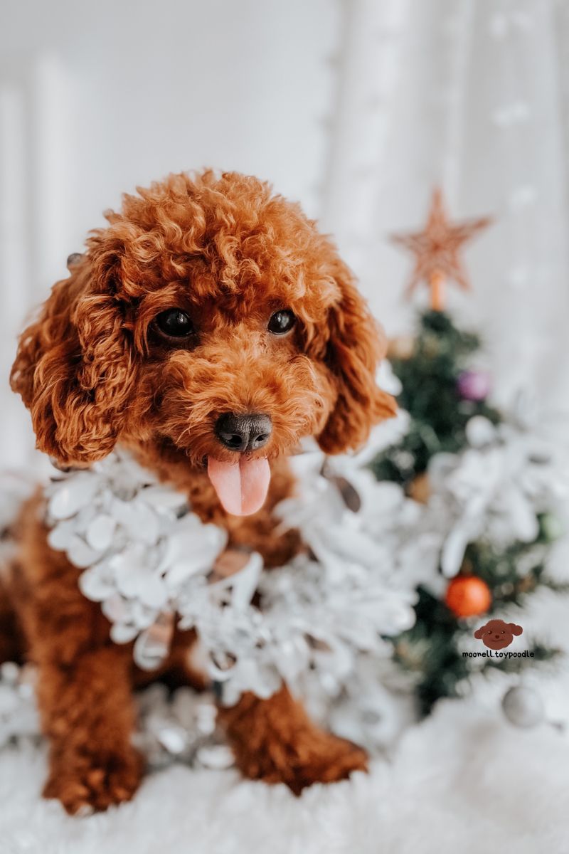 Poodle Toy Wallpapers - Top Free Poodle Toy Backgrounds - WallpaperAccess