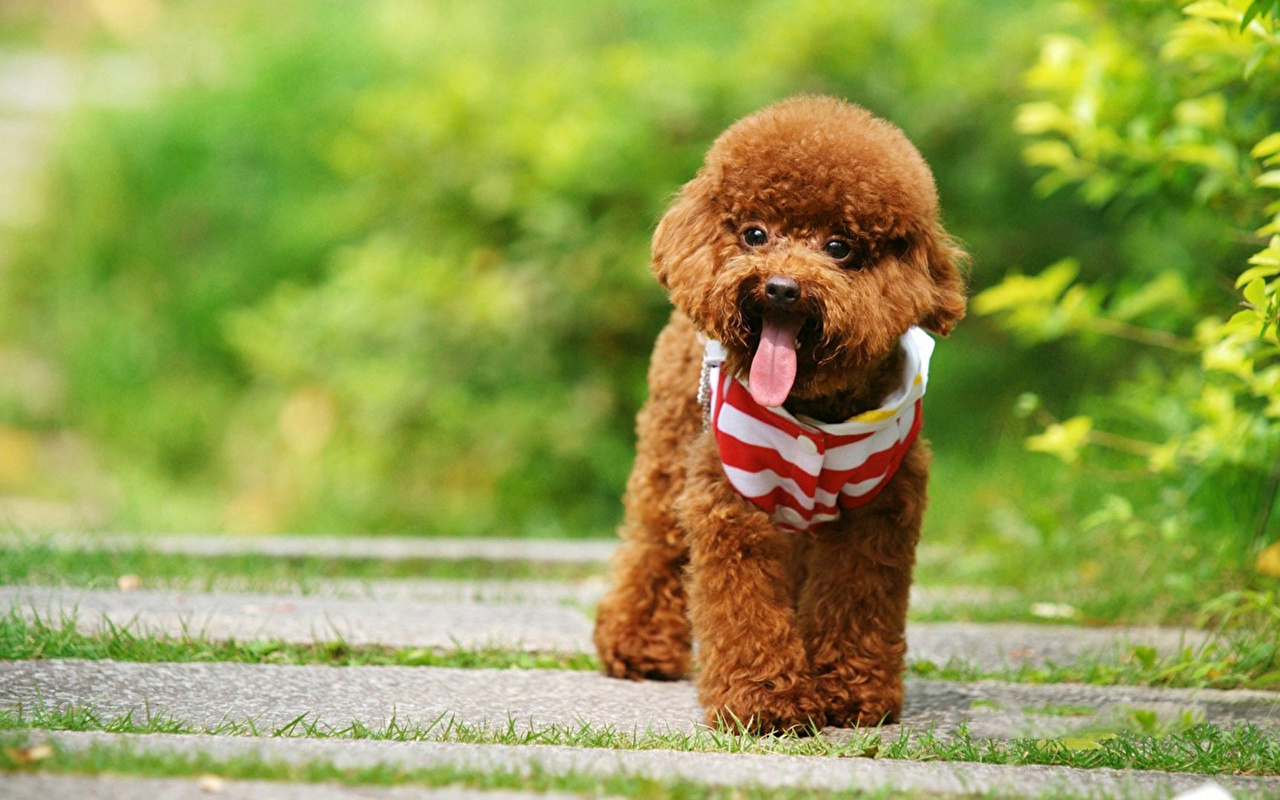 Poodle Toy Wallpapers - Top Free Poodle Toy Backgrounds - WallpaperAccess