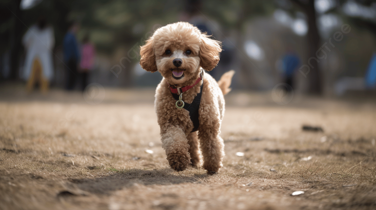 Poodle Toy Wallpapers - Top Free Poodle Toy Backgrounds - WallpaperAccess