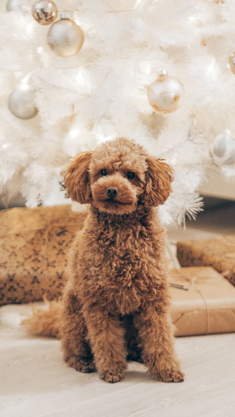 Poodle Toy Wallpapers - Top Free Poodle Toy Backgrounds - WallpaperAccess