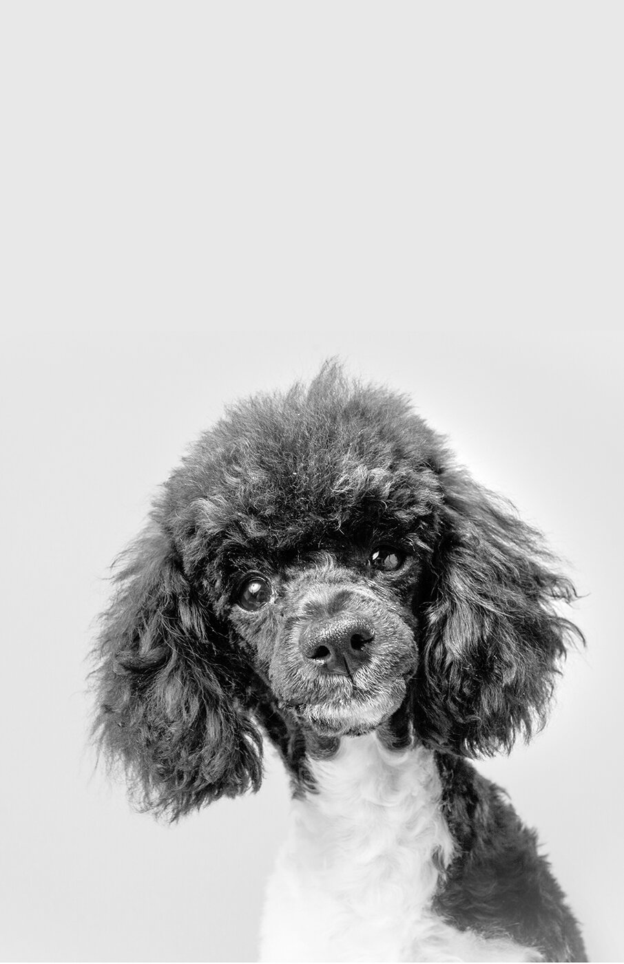 Poodle Toy Wallpapers - Top Free Poodle Toy Backgrounds - WallpaperAccess
