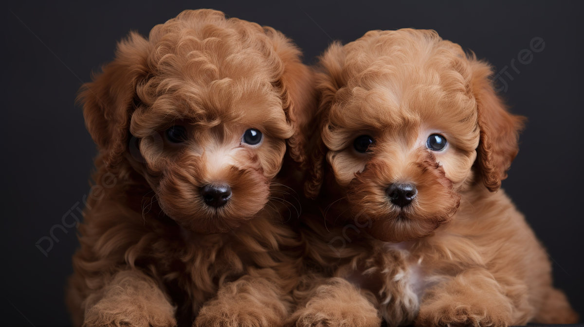 Poodle Toy Wallpapers - Top Free Poodle Toy Backgrounds - WallpaperAccess