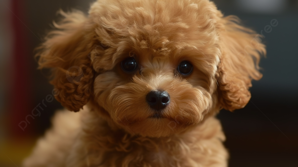 Poodle Toy Wallpapers - Top Free Poodle Toy Backgrounds - WallpaperAccess
