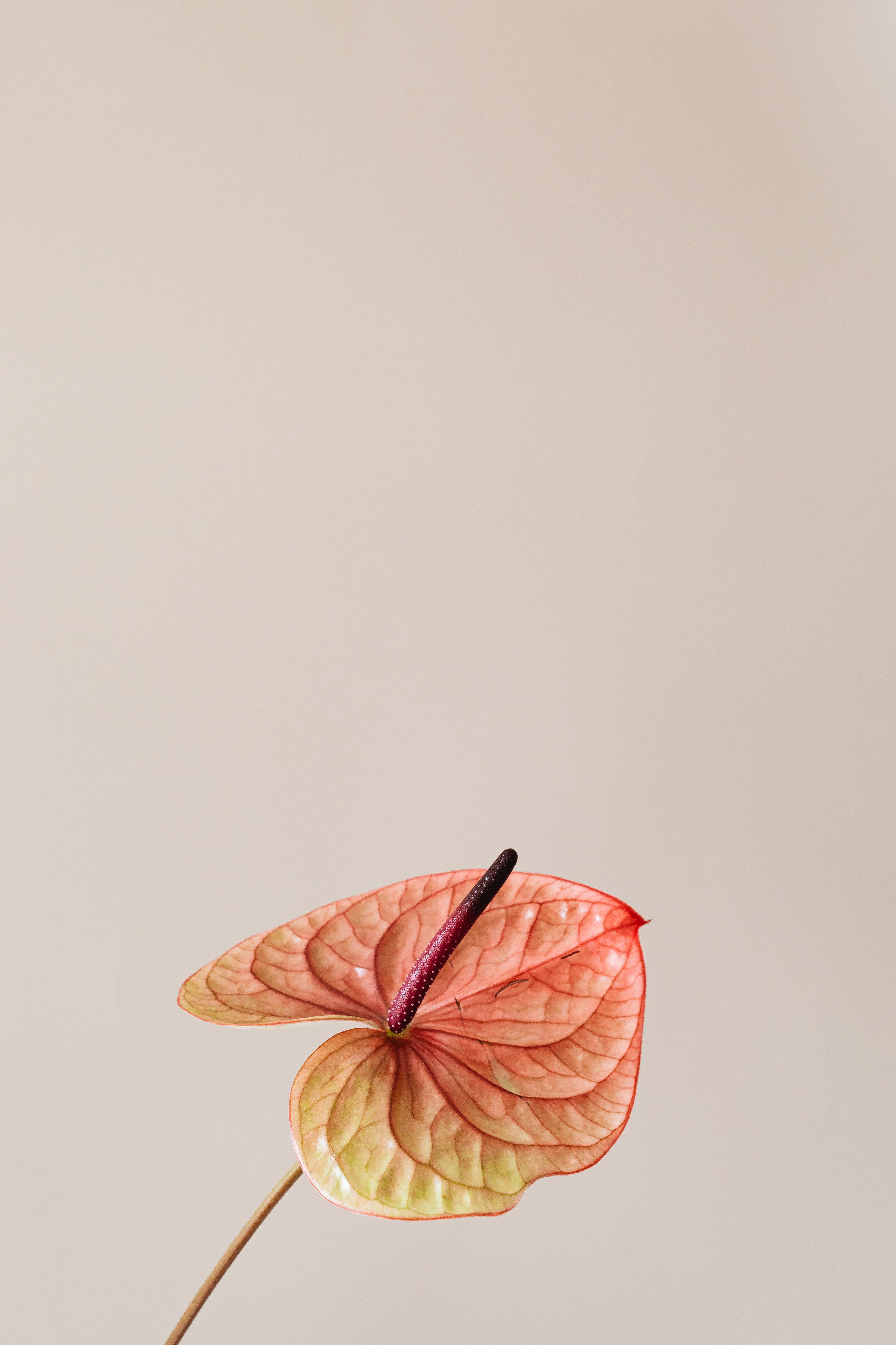 Anthurium Wallpapers - Top Free Anthurium Backgrounds - WallpaperAccess