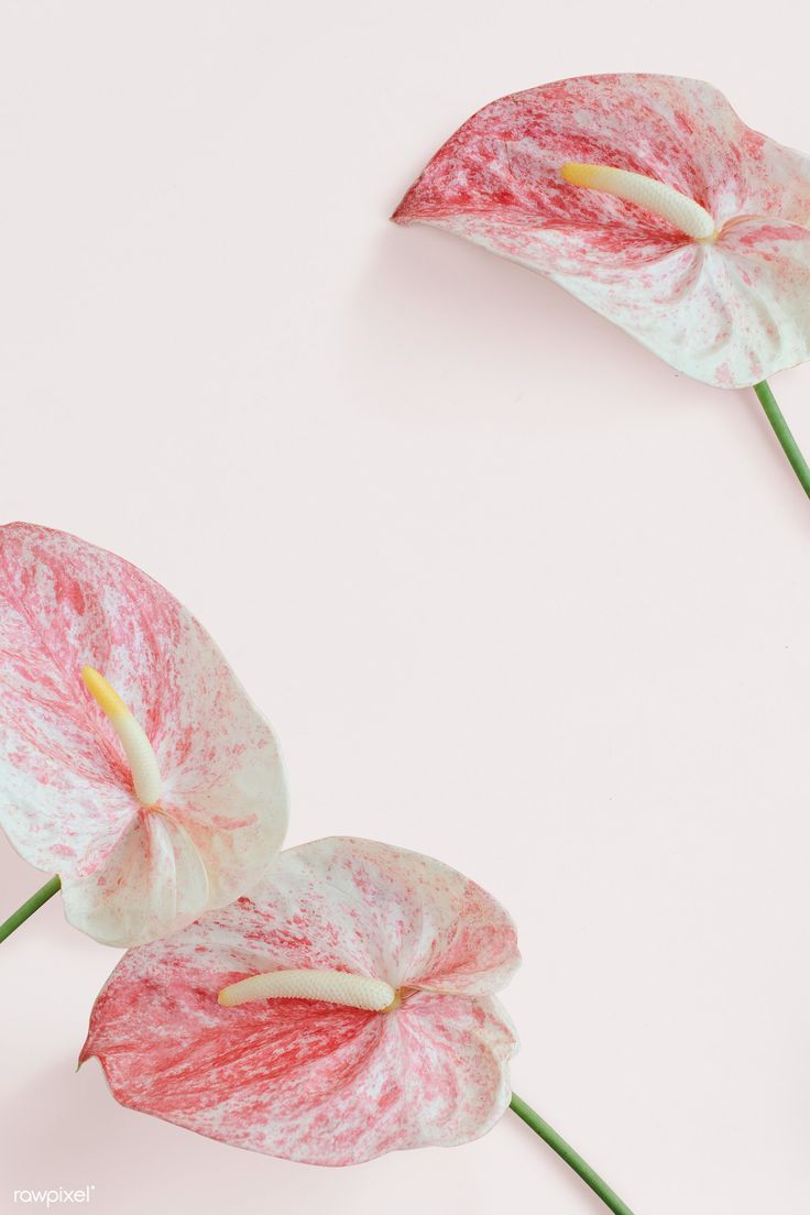 Anthurium Wallpapers - Top Free Anthurium Backgrounds - WallpaperAccess