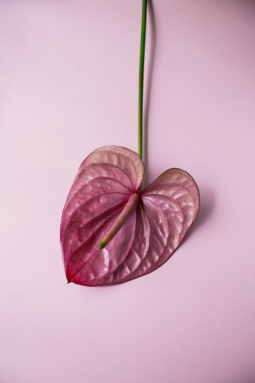 Anthurium Wallpapers - Top Free Anthurium Backgrounds - WallpaperAccess