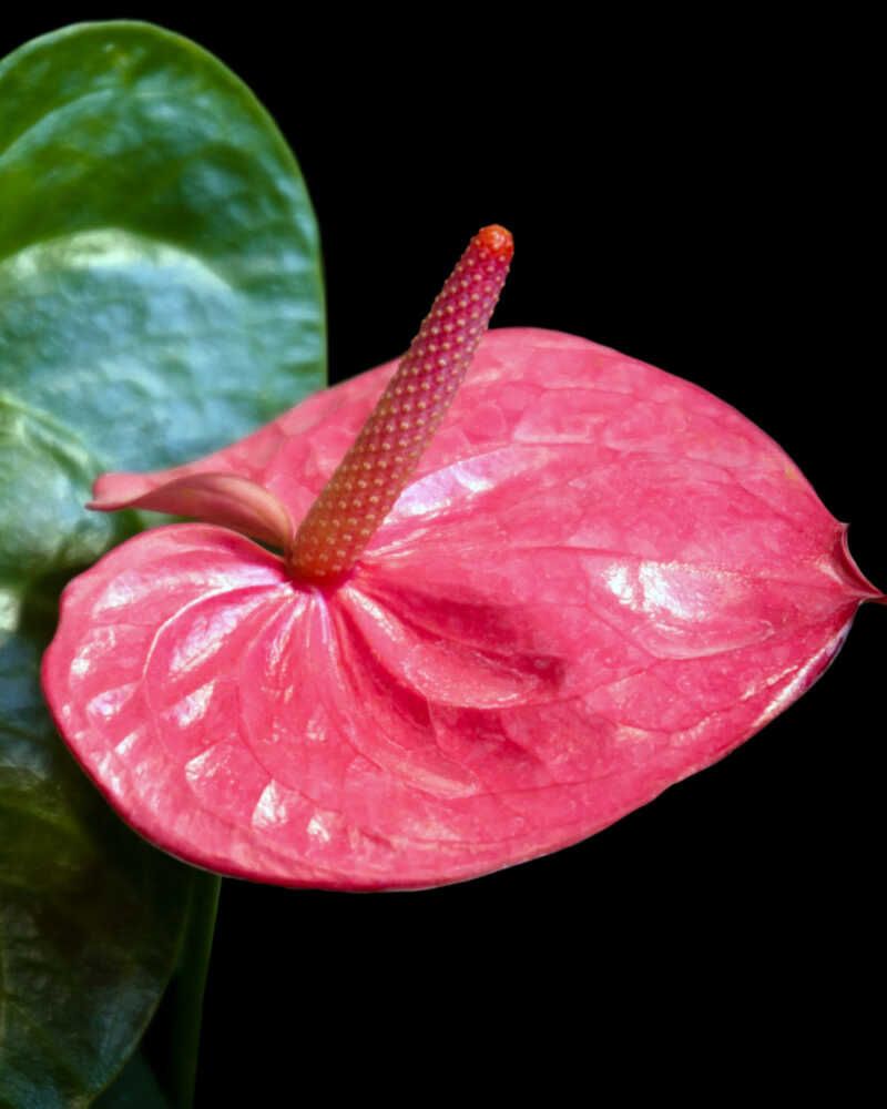 Anthurium Wallpapers - Top Free Anthurium Backgrounds - WallpaperAccess