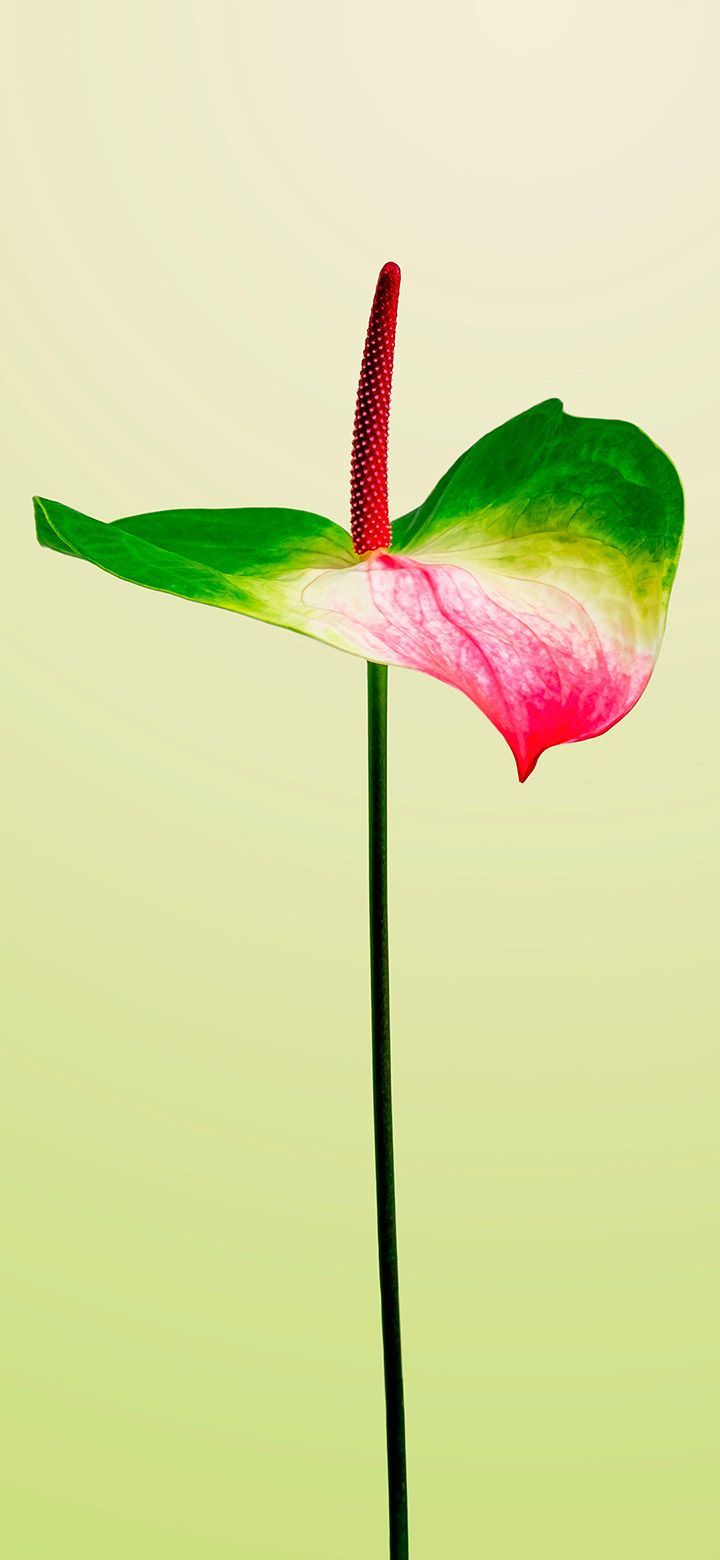Anthurium Wallpapers - Top Free Anthurium Backgrounds - WallpaperAccess